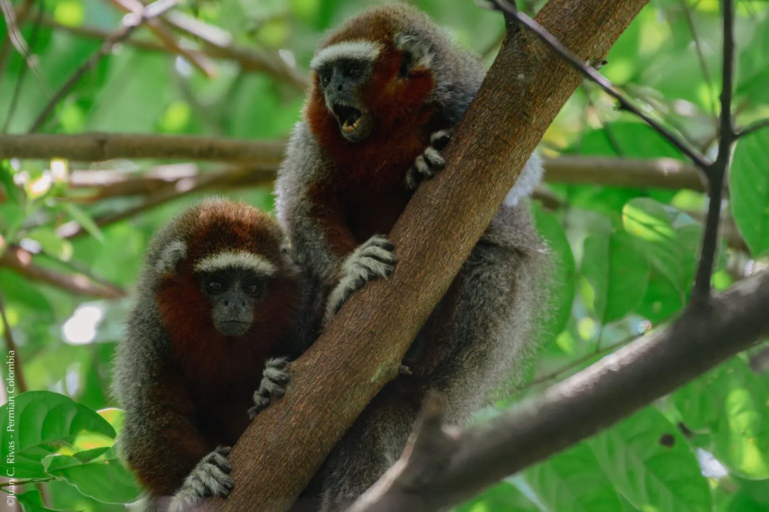 Why Monkeys are Essential to Rainforest Biodiversity - Permian Global